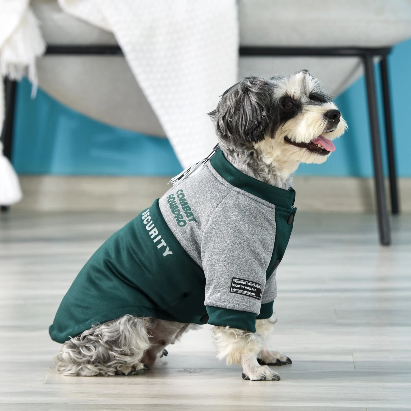 How Do I Know What Size My Dog Wears