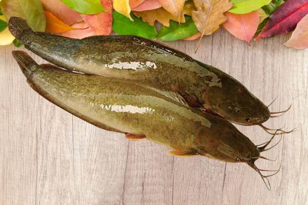 FROZEN YELLOW CATFISH FROM VIETNAM WHOLESALE CHEAP PRICE| Alibaba.com