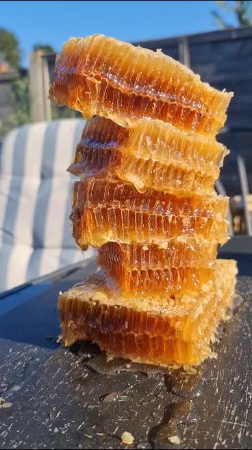 100% Pure Raw Honeycomb 12.6 Oz Honeycomb Bulk Quantity Honeycomb Local ...