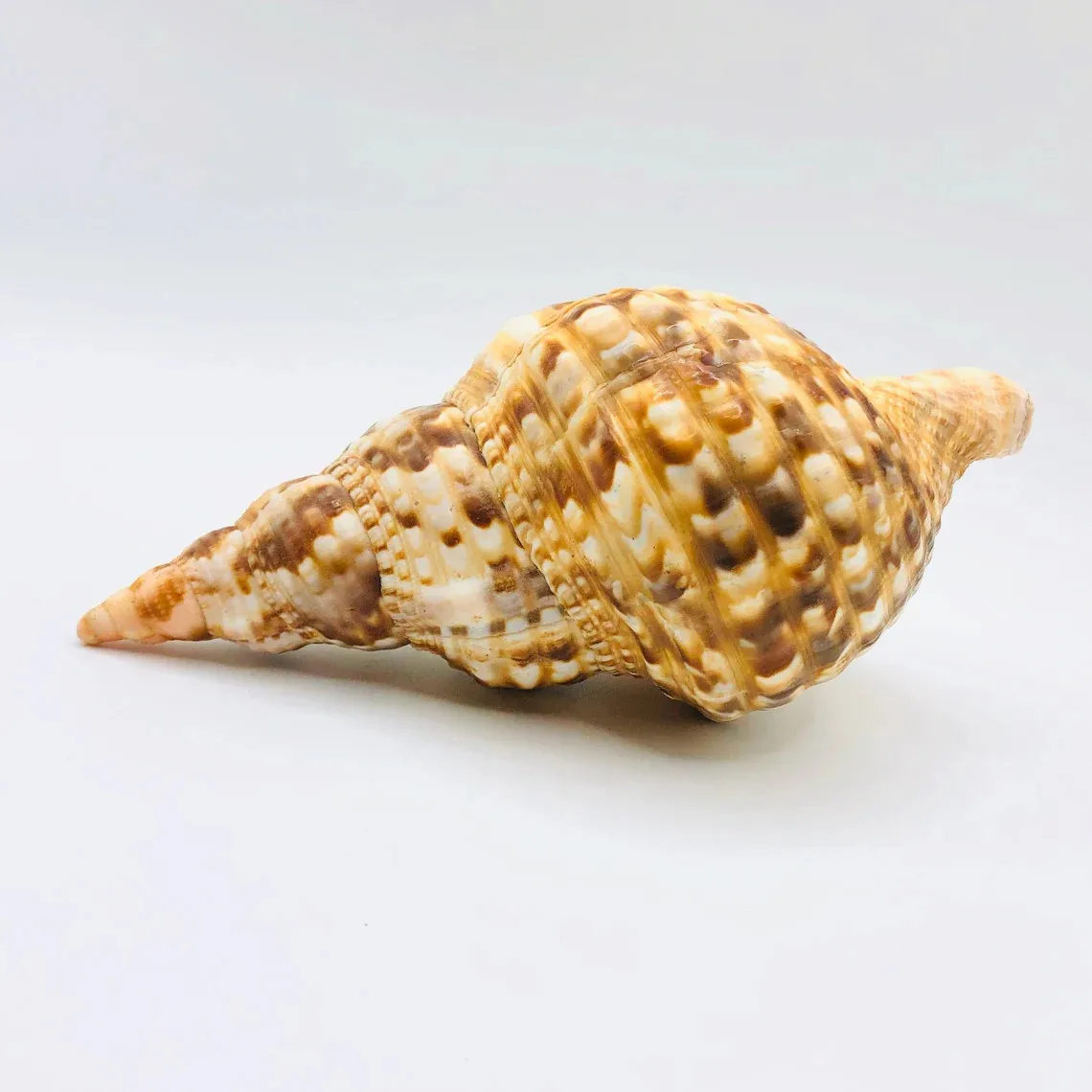Alibaba.com: Big Triton Trumpet Conch Shell, collectible ocean seashell ...
