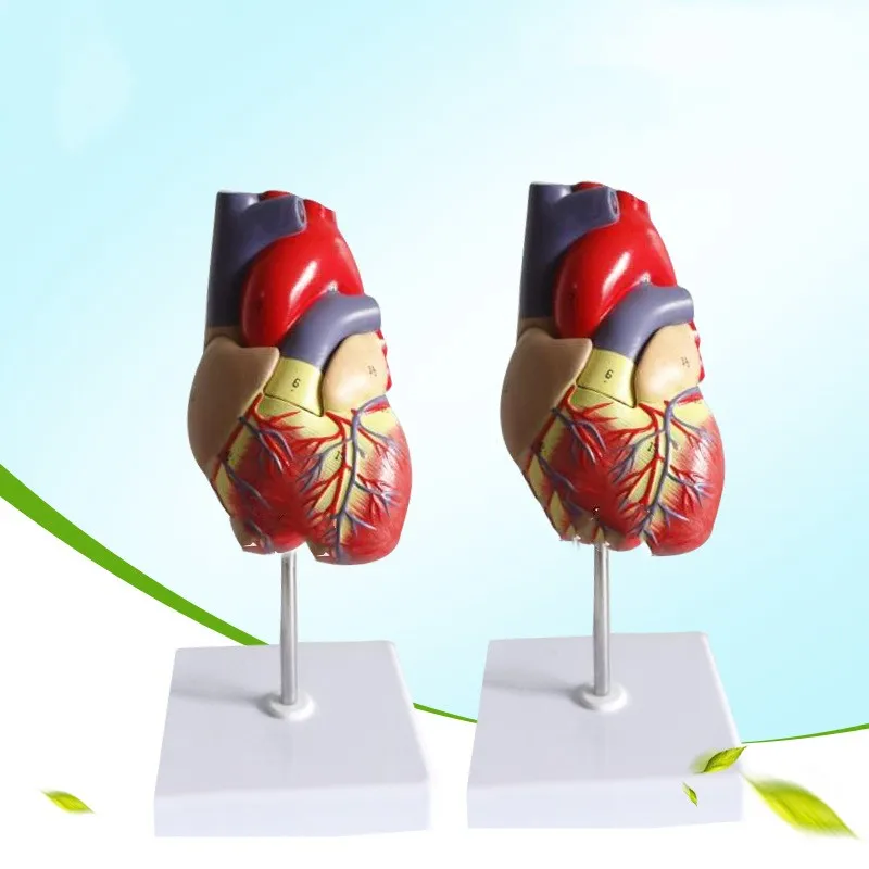 Medical Anatomically Accurate Heart Sternum thymus Cardiac Anatomical ...