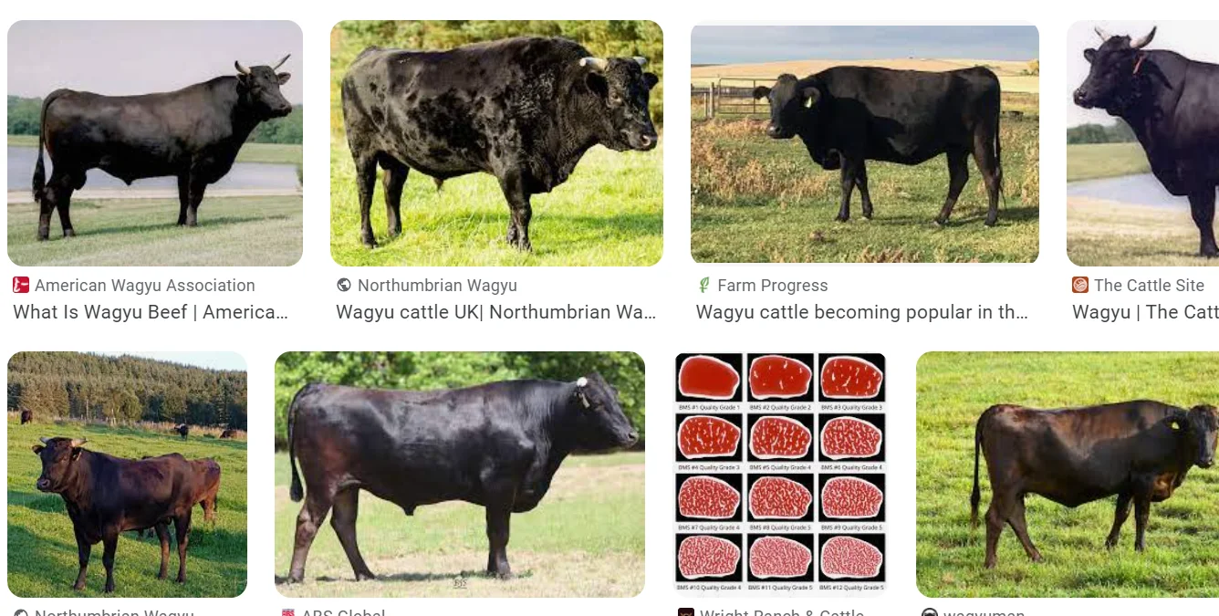 Beef A5 Wagyu - Buy Meat Beef kobe Beef Grass Fed Beef brazil Corned ...