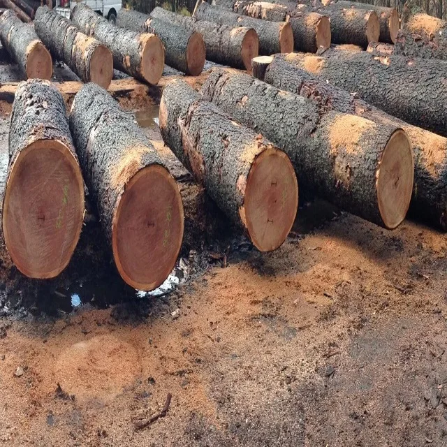 Pine And Oak Teak Wood Logs,Timber,Firewood And Briquettes - Buy Oak ...