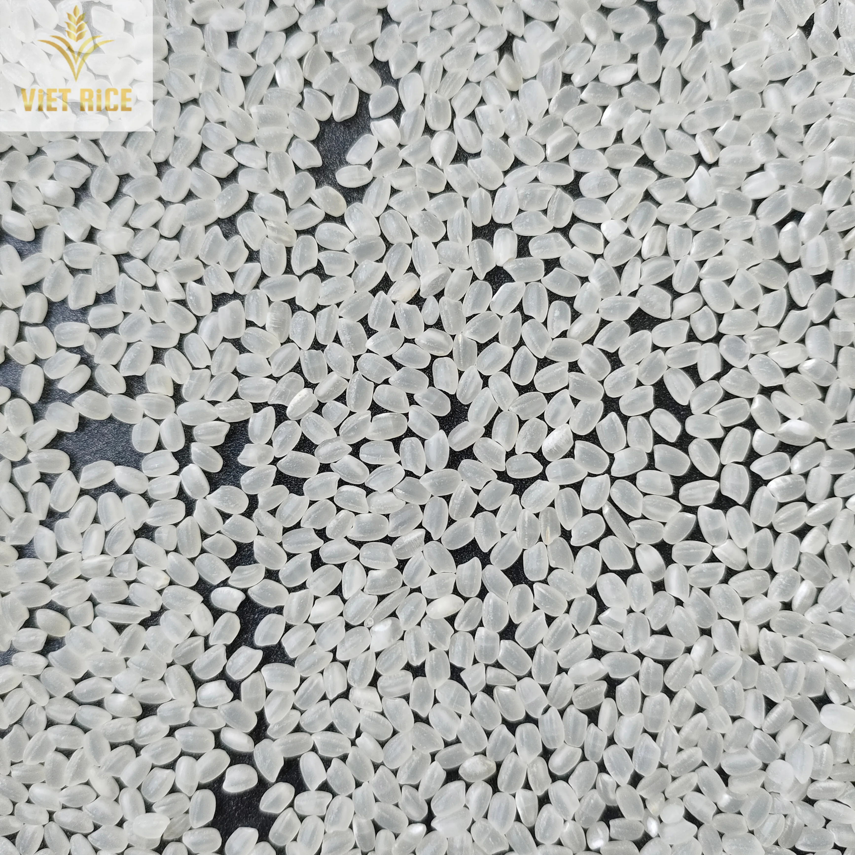 Quality Japonica Round Grain White Rice Meets Export Standards From A ...