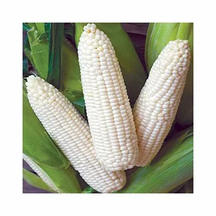 Dried White Maize / Dried Yellow Corn For Animal Feed - Buy Bulk Grain ...
