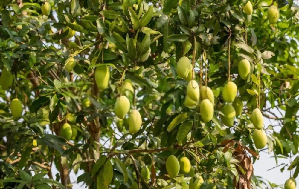 Best Selling Premium Fresh Mango Green & Yellow Mango Natural Taste ...