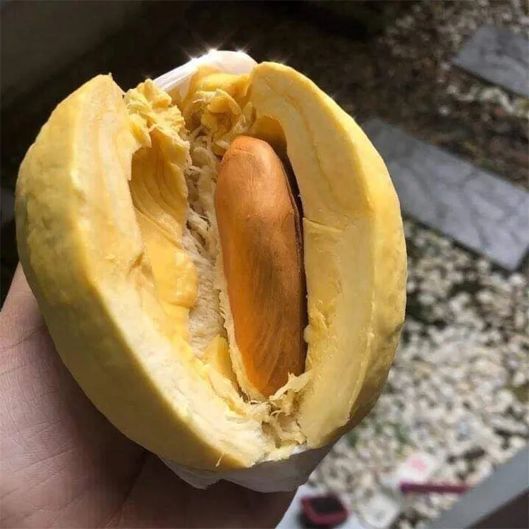 Fresh Durian Fruit For Sale High Specification Natural Using For Food ...