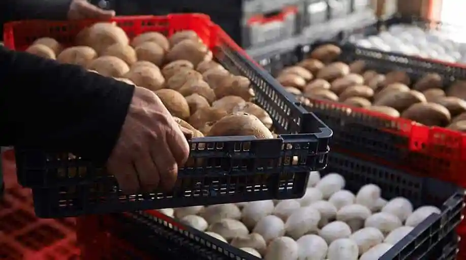 Rfid/iml Compatible Plastic Picker Crate Two Working Modes With 50% ...