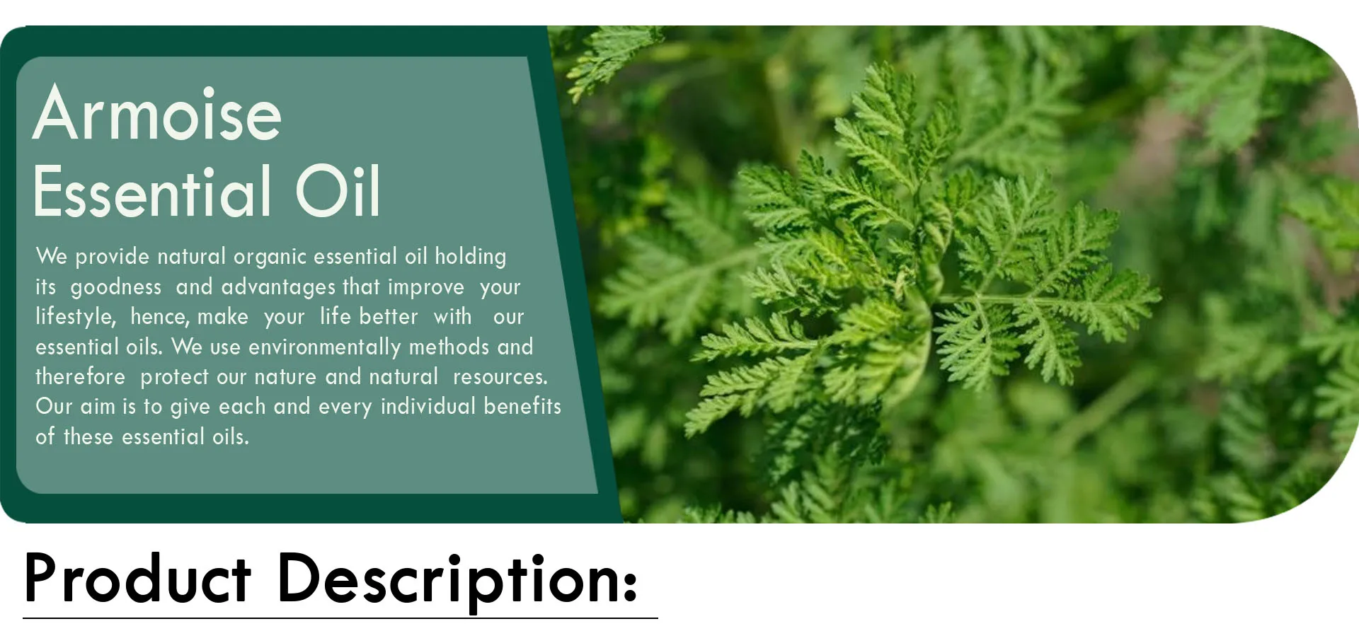 Mugwort Natural Oil Manufacture Supply Of High Quality Essential Oil ...
