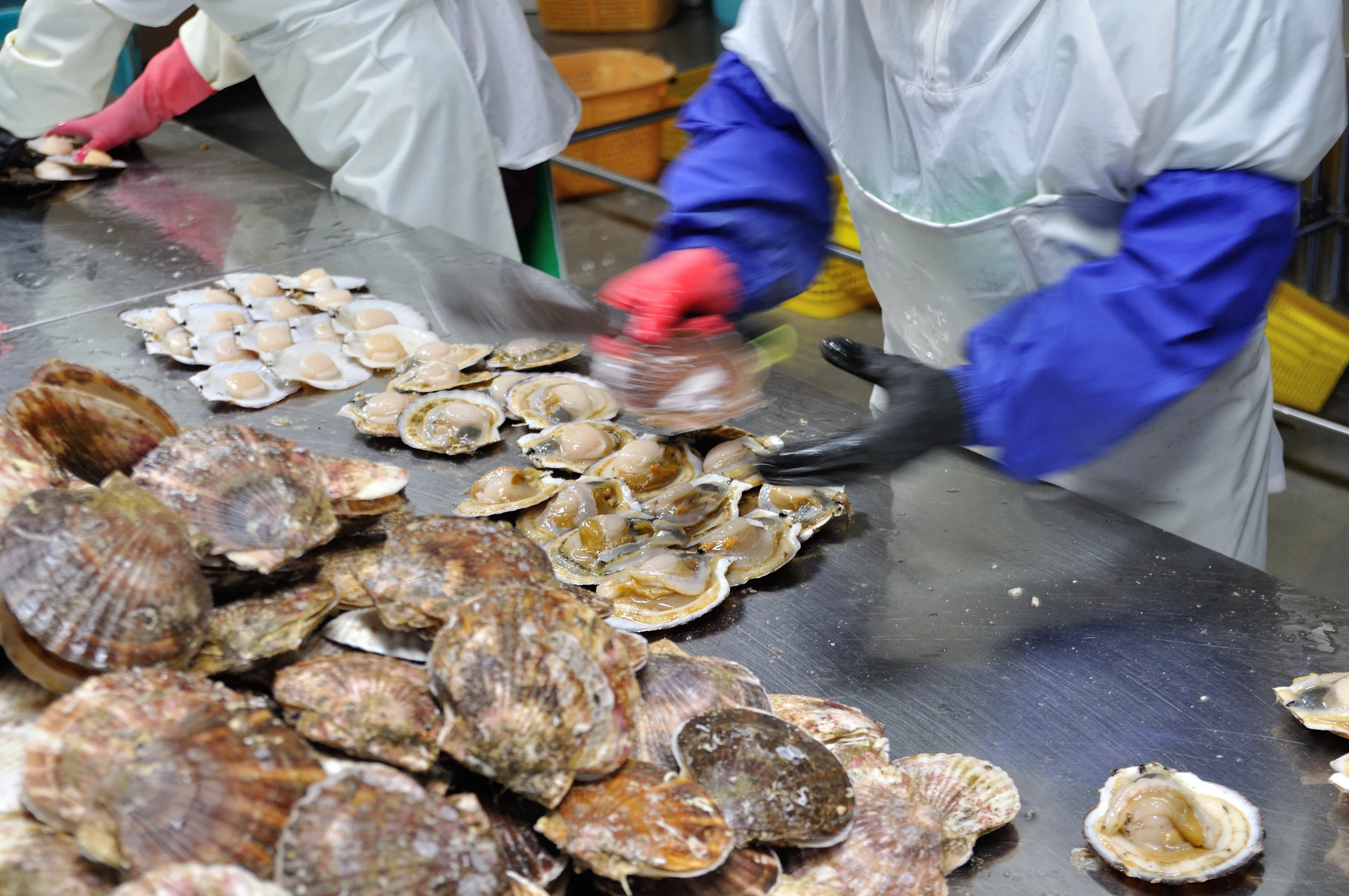 Japan Scallop Fresh Meat - Buy Japan Scallop,Scallop Fresh Meat,Fresh ...