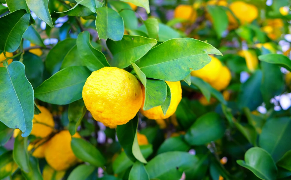 Yuzu Latte Japanese Instant Yuzu Latte Powder Cafe Sweets