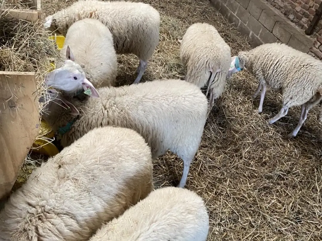 Pure Bred Boer Goats/ White Saanen Goats/kalahari Red - Buy Kalahari ...