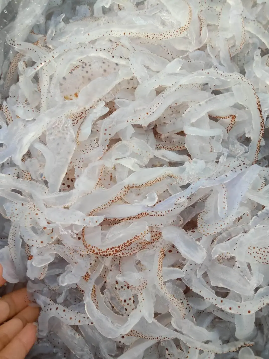 Premium Quality Salted Jelly Fish From Vietnam Suppliers At Affordable ...