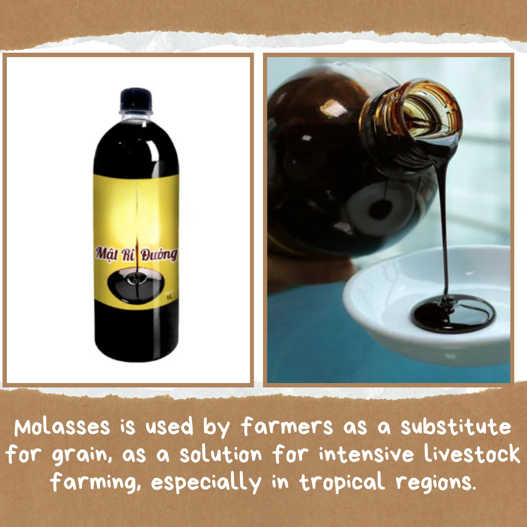 Standard Molasses for Export to Americas Market Sugarcane Molasses for ...