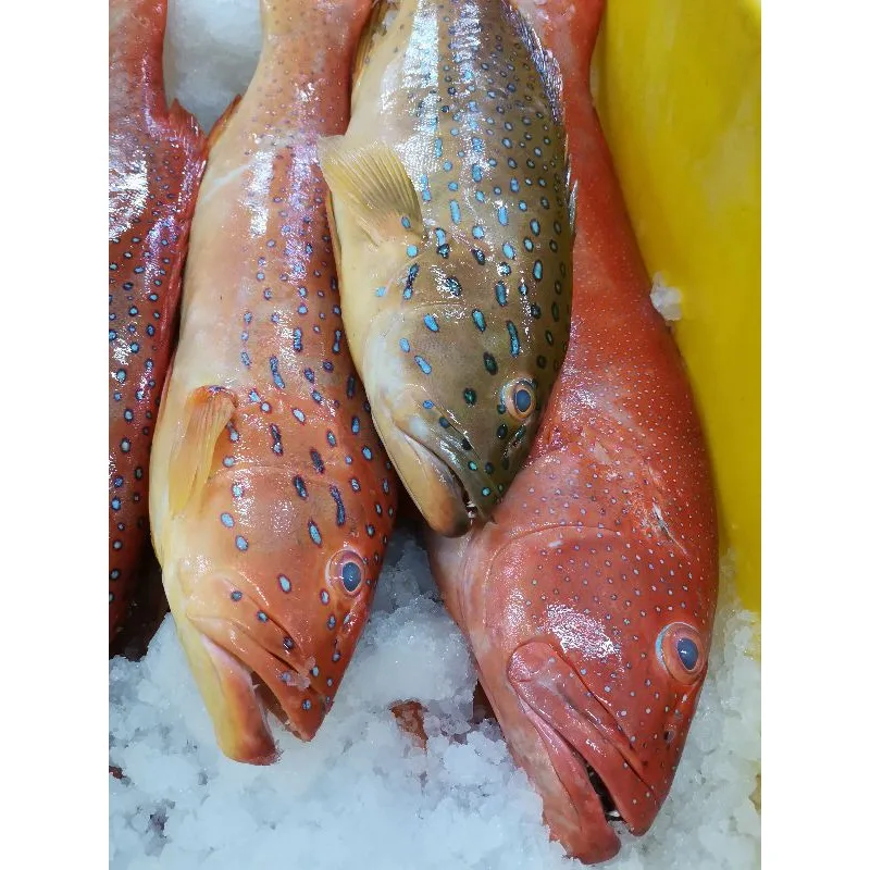 Top Quality Spotted Red Grouper Fish Frozen Seafood For Sale Worldwide ...