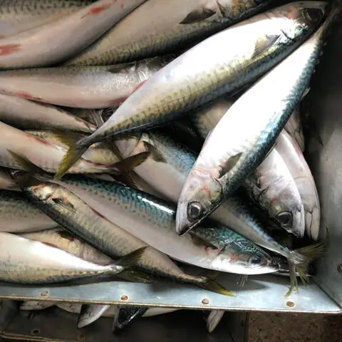Frozen Seafood Mackerel Fish Atlantic Mackerel For Sale - Buy Cheap ...