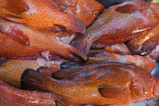 Top Quality Spotted Red Grouper Fish Frozen Seafood For Sale Worldwide ...