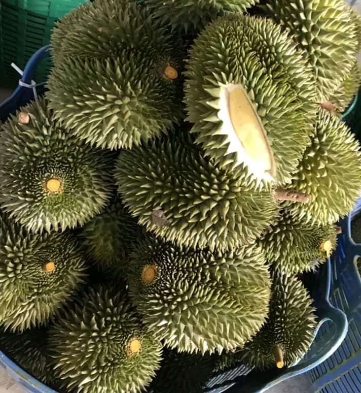 Iqf Frozen Monthong Durian Of Vietnam Premium Quality Fresh Durian New ...