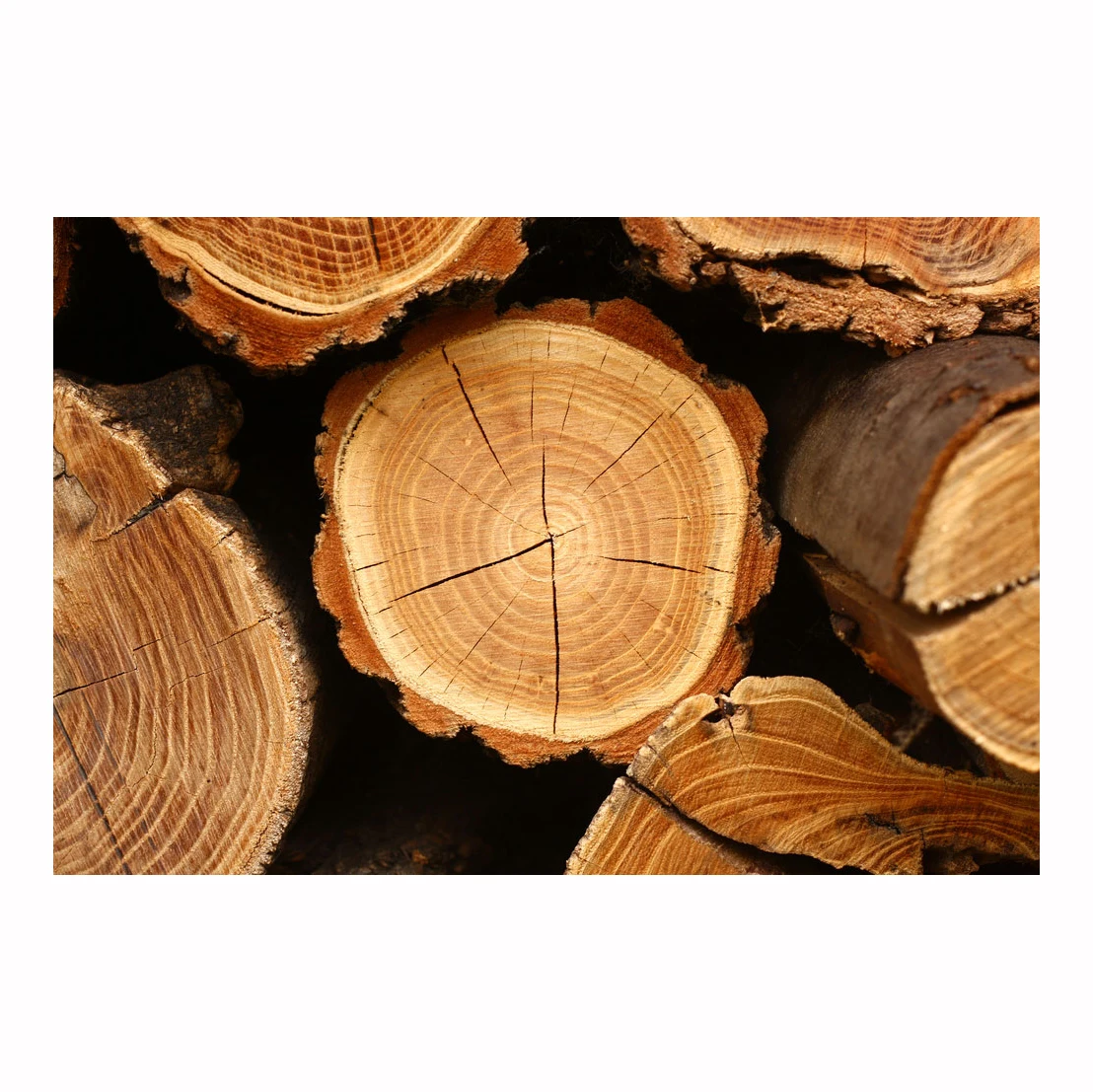 Pine And Oak Teak Wood Logs,Timber,Firewood And Briquettes - Buy ...