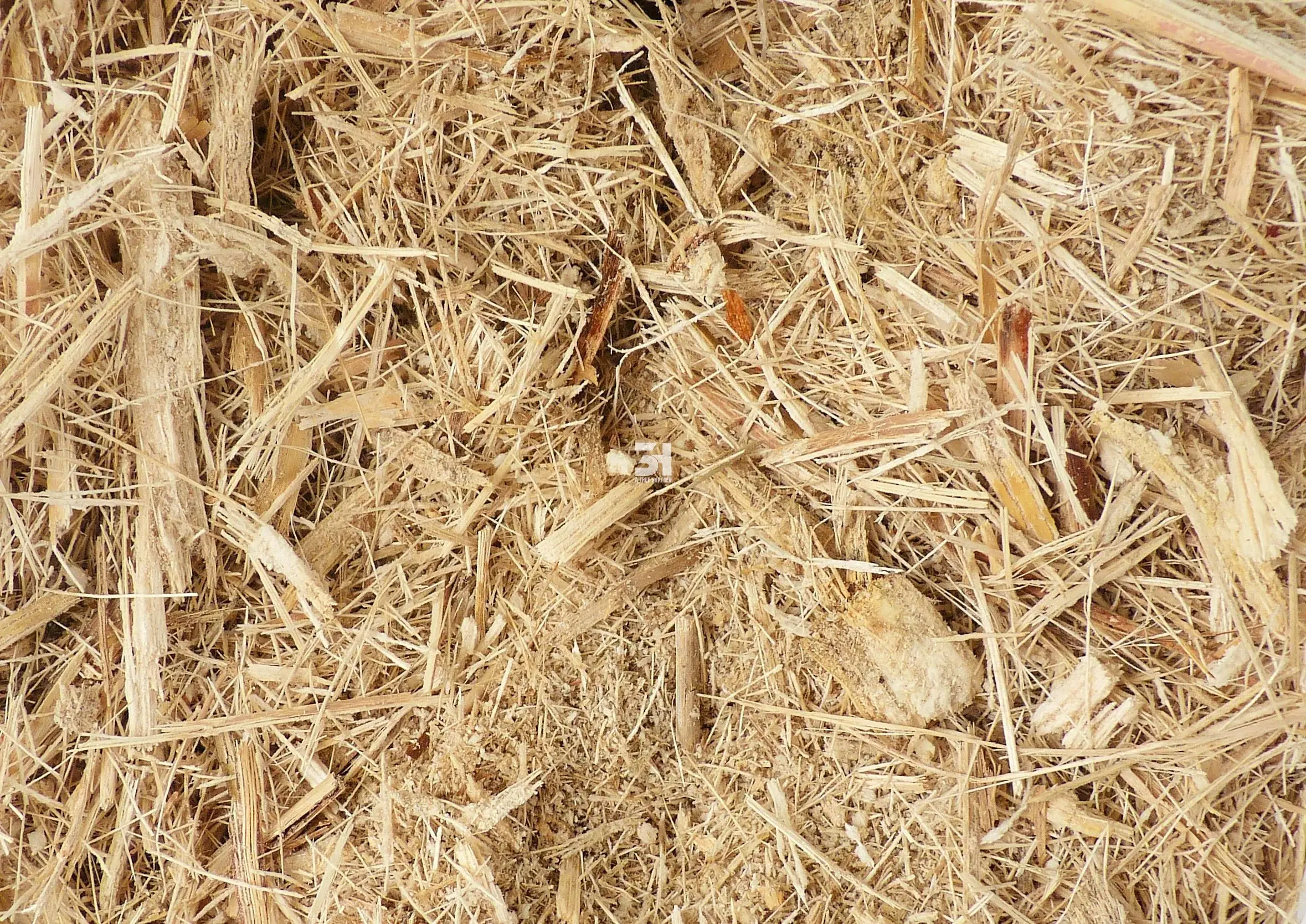 Bagazo De Caña De Azúcar Fermentada Para Alimentación Animal De Vietnam ...