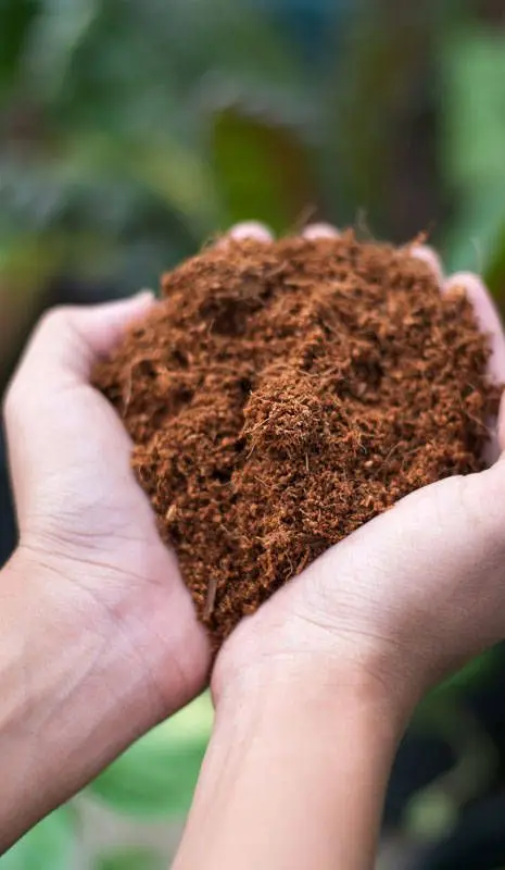 Professional Coconut Peat: Coarse Texture, Enhanced Nutrient Retention ...