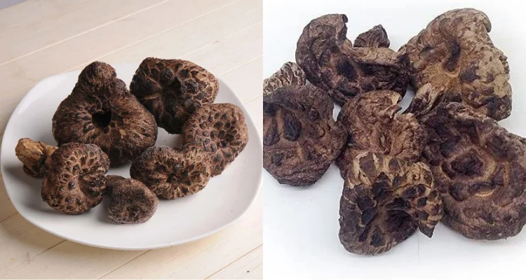 Cheap Price 2023 Dried Sarcodon Imbricatus Mushroom From Blue Lotus ...