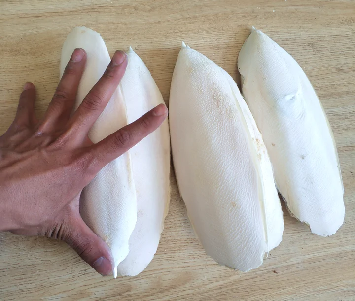 Cuttlebone,Calcium Supplement For Aquatic Snails,Limestone Interior ...