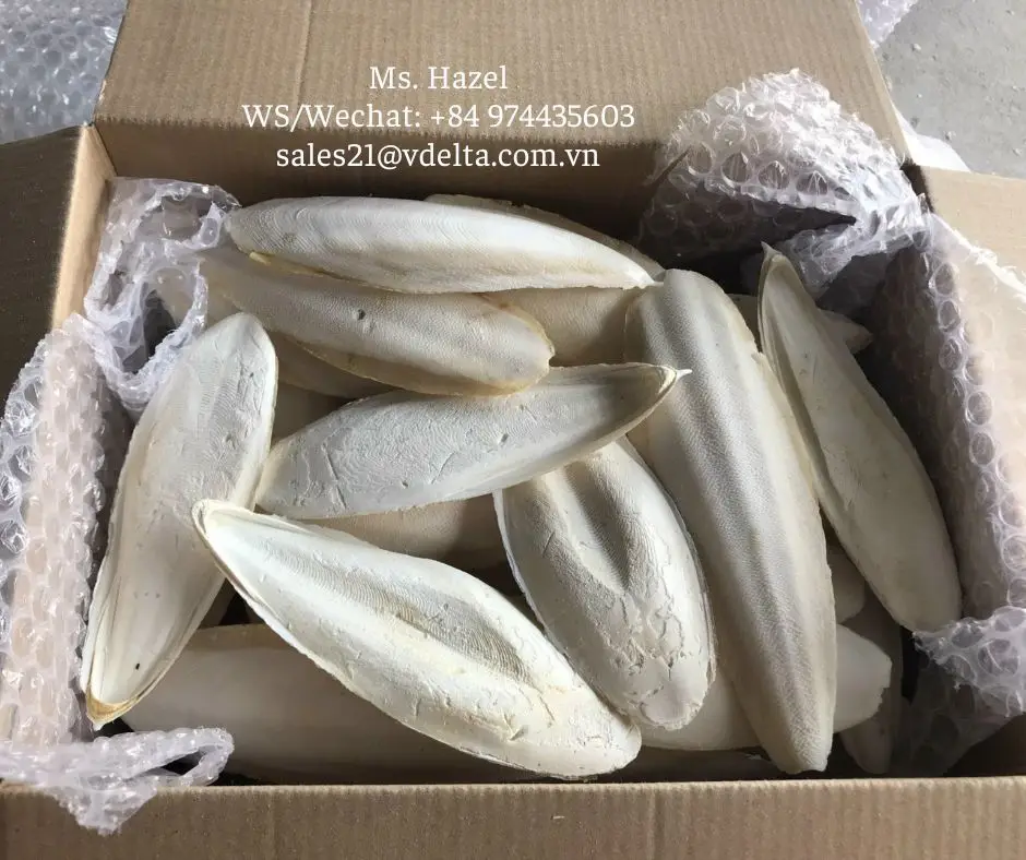 BLEACHED and UNBLEACHED RAW CUTTLEFISH BONE FROM VIETNAM/BLISTER DRIED ...