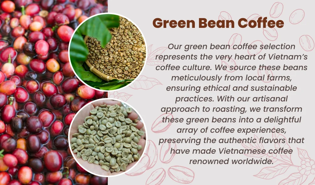 Premium Coffee Bean Green Product Green Bean Arabica From Viet Red ...