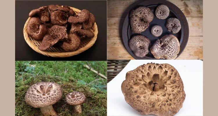 Cheap Price 2023 Dried Sarcodon Imbricatus Mushroom From Blue Lotus ...