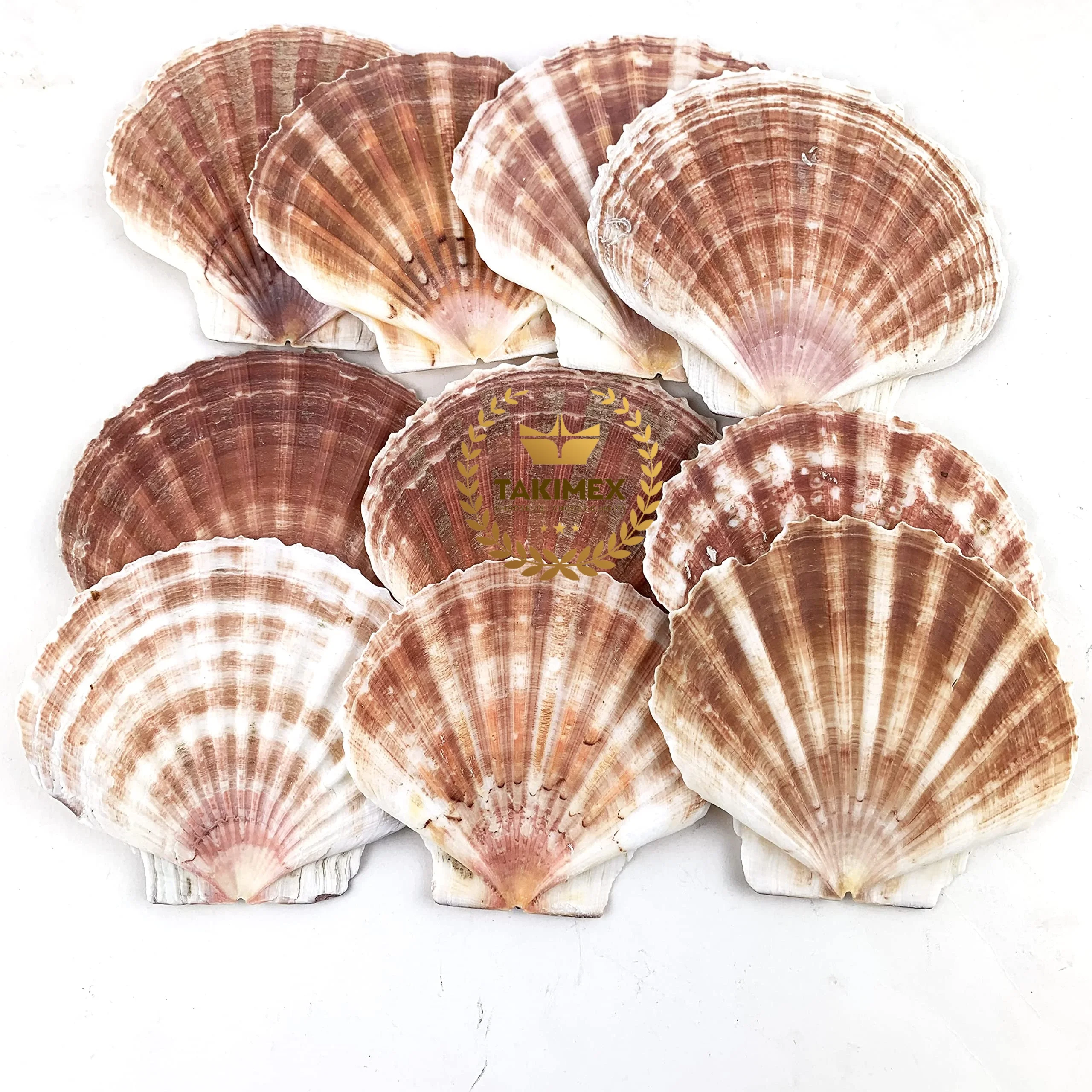 Farm Price Scallop Shells Seashell Vietnam Origin for Handmade ...