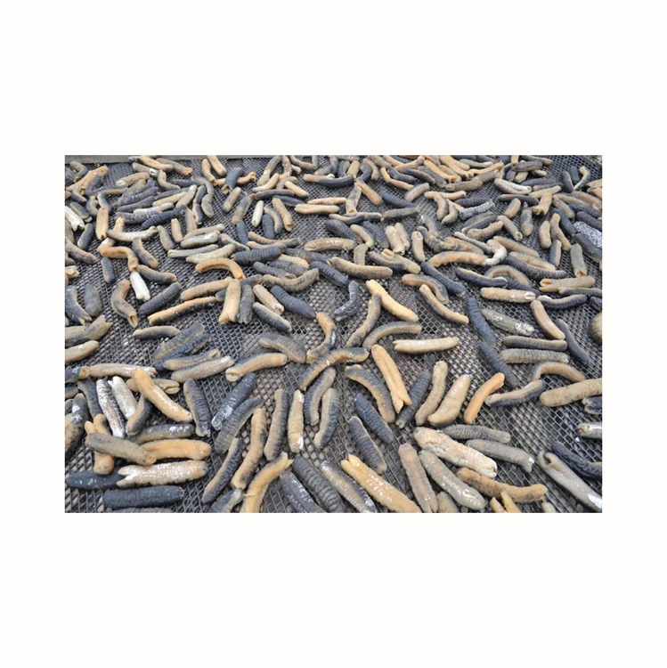 Top Quality Frozen Sand Fish Sea Cucumber - Buy Dried Mexico Sea ...