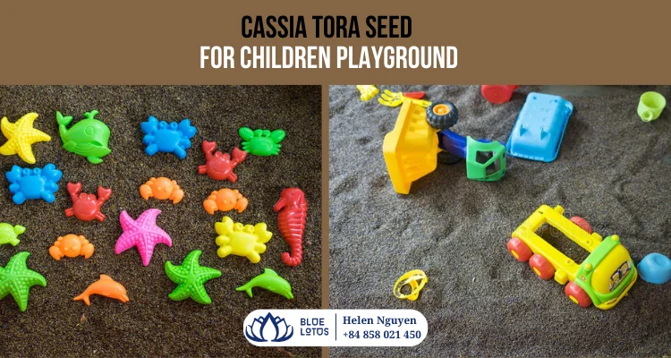 Cassia Tori Seed - High Quality from Blue Lotus Vietnam