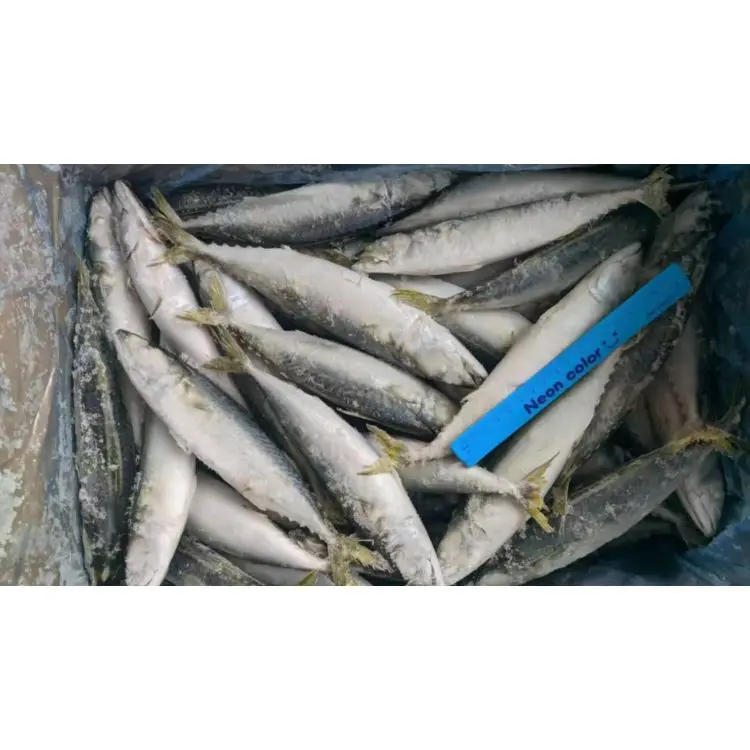 Land Frozen Pacific Mackerel Fish Sea Frozen Mackerel Fish - Buy Frozen ...