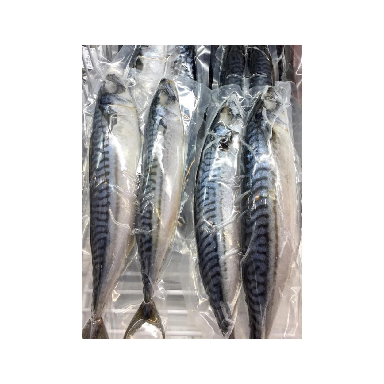 Horse Mackerel Fish | Big Eye Mackerel Fish | Japanese Horse Mackerel ...