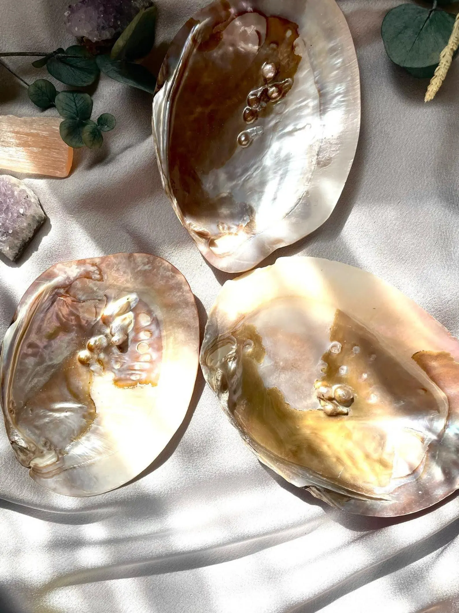 Giant Polished Mother of Pearl Clam Seashells - Eco Farmie