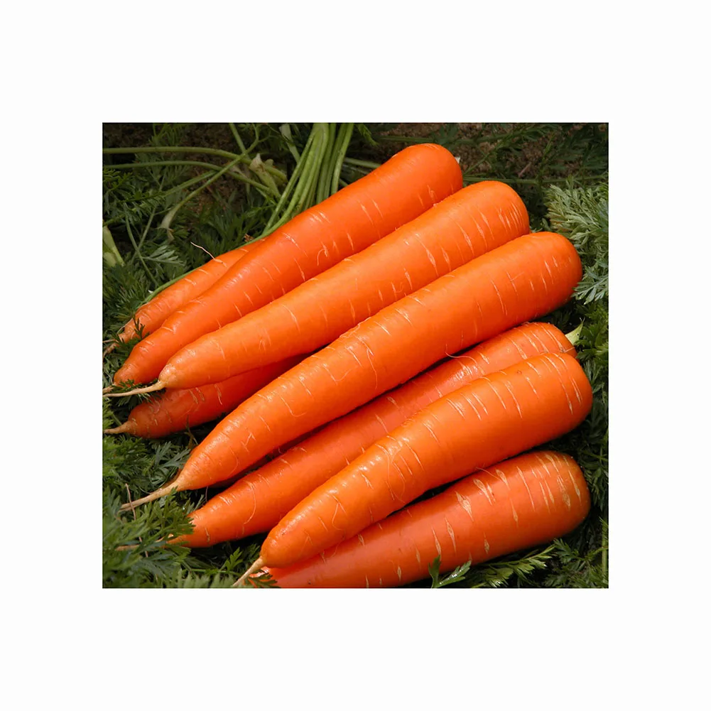 Fresh Carrot / Clean Carrot In Carton / Carrot Wholesaler Price New ...