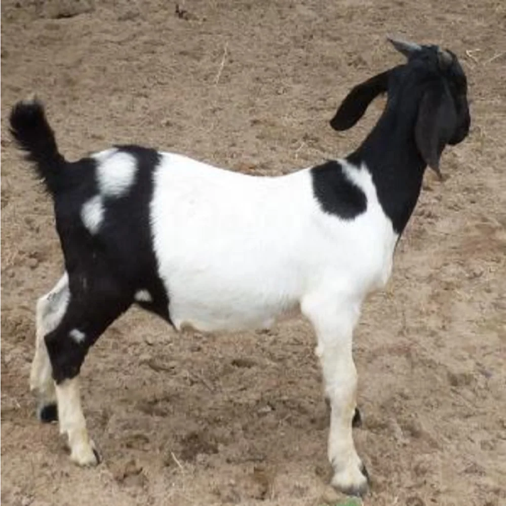 Buy Premium Quality Wholesale Boer Goat Online In Cheap Price - Buy ...