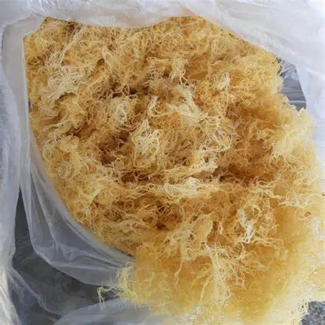 Hot Sell 2024 Sea Moss From Vietnamese Supplier - Buy Sea Moss Gel From ...