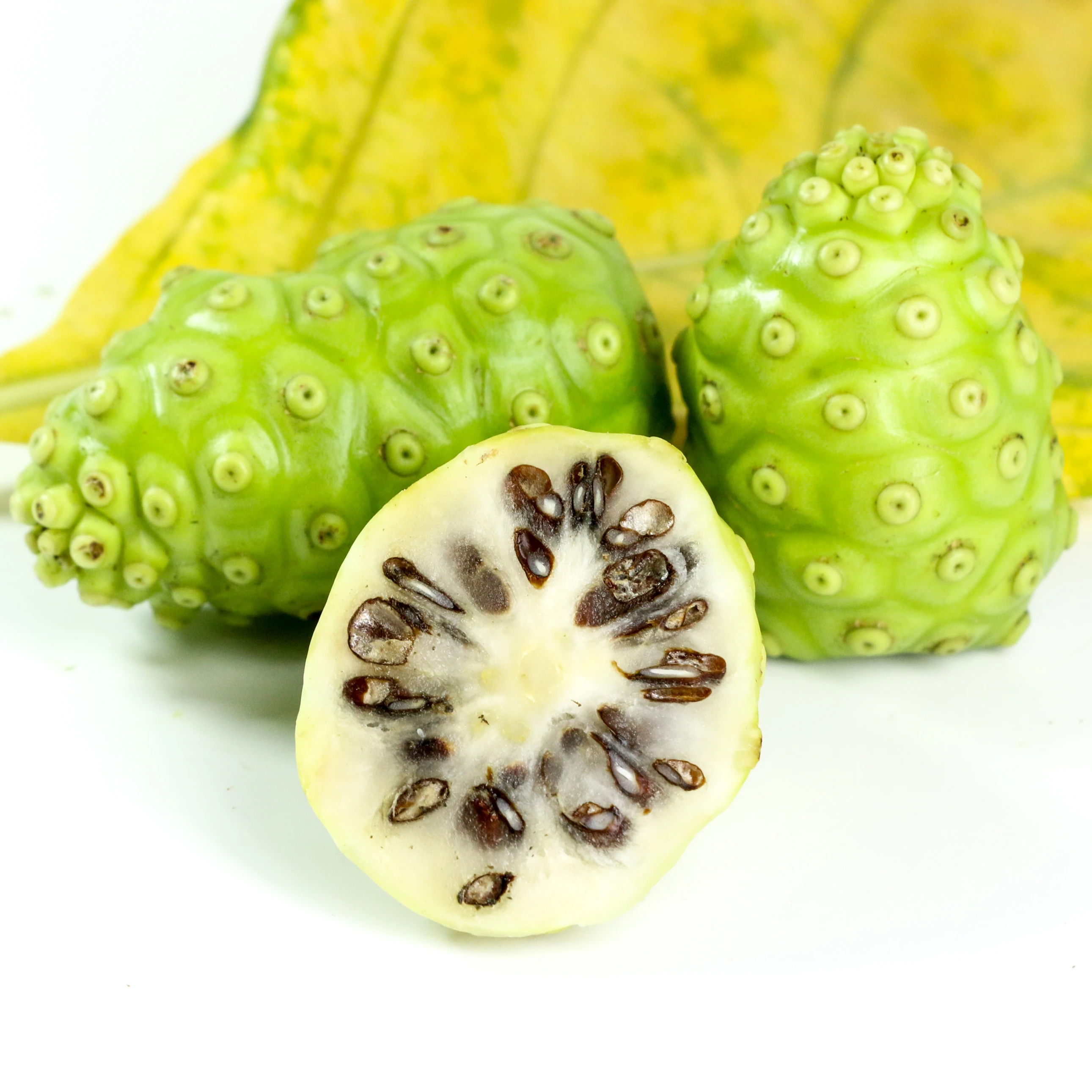 Wholesale Frozen Fresh Noni Fruit Bulk High Quality - Buy Frozen Noni ...