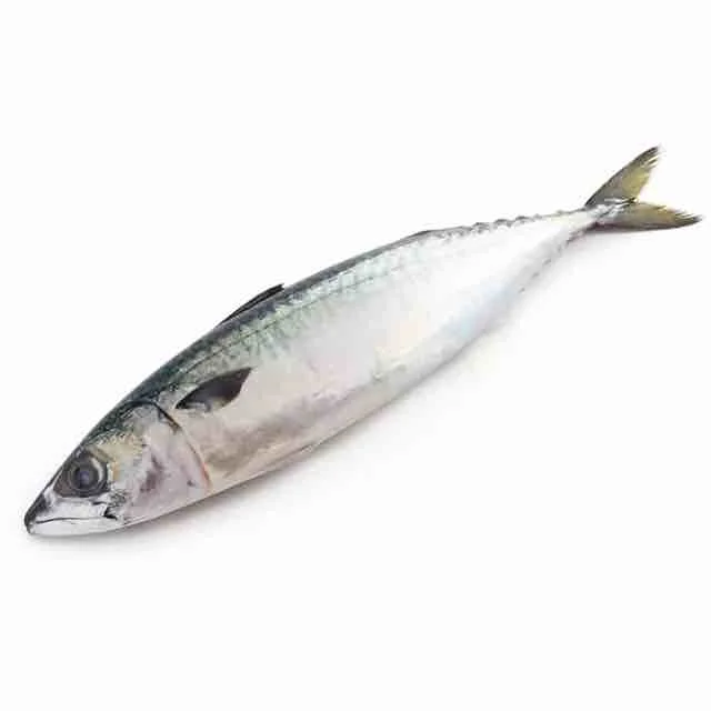 Whole Round Mackerel Fish Frozen Pacific Mackerel Best Price/frozen ...