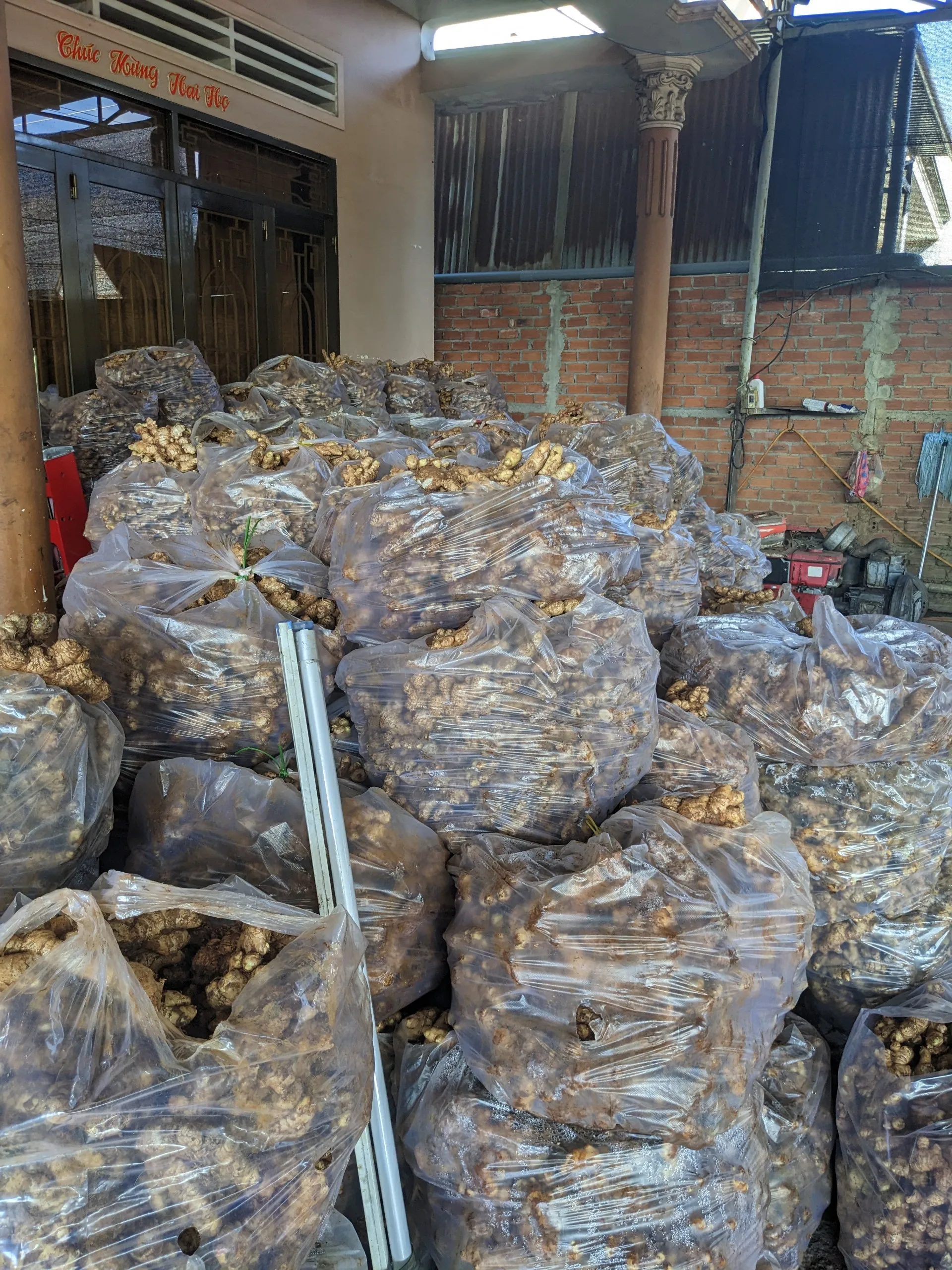 Fresh Ginger Fro Buyer Dried Ginger Supplier From Vietnam For Sale