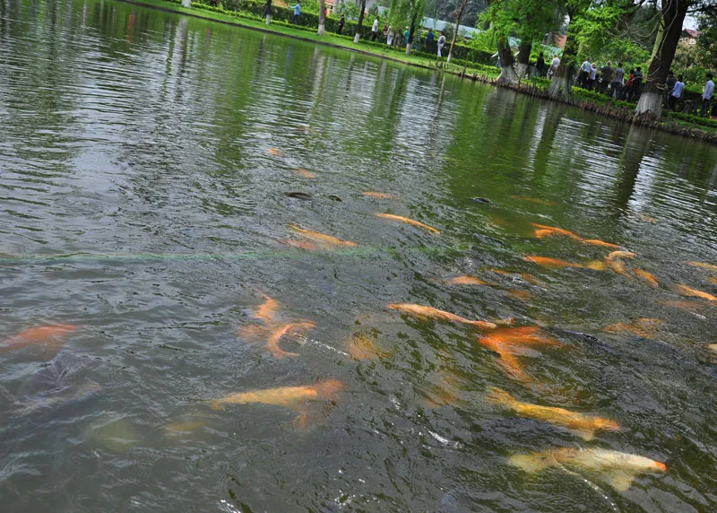 Microorganisms Tablets Aquaculture Treatment Effective Microbial Algae ...