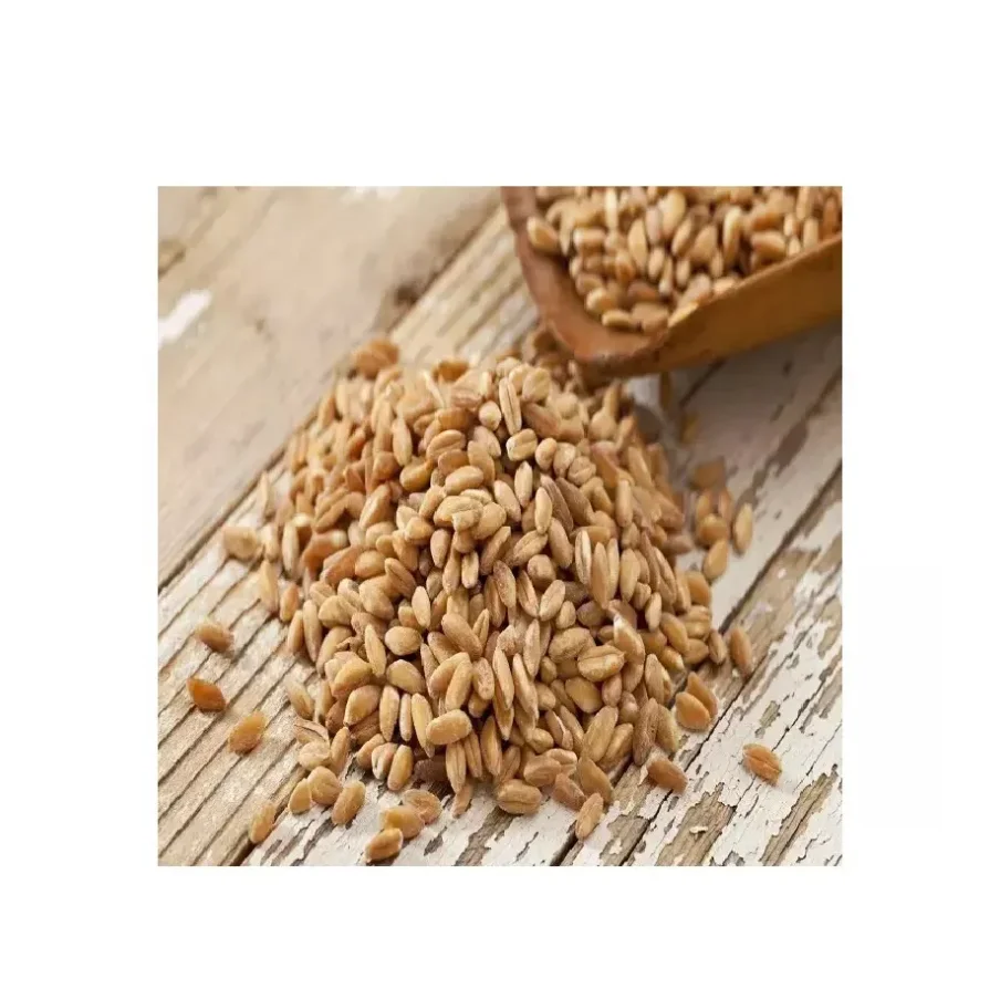 100% Organic Barley For Malt/ Barley Feed/ Malted Barley Animal Feed ...