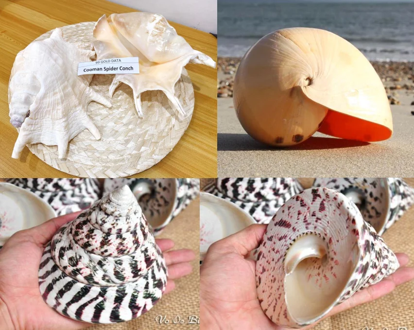 Natural Trumpet Triton Shell - Perfect for Home Decoration