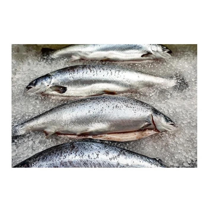 Salmon Fish Frozen Fillet Fresh And Frozen Atlantic Salmon Fish/whole ...