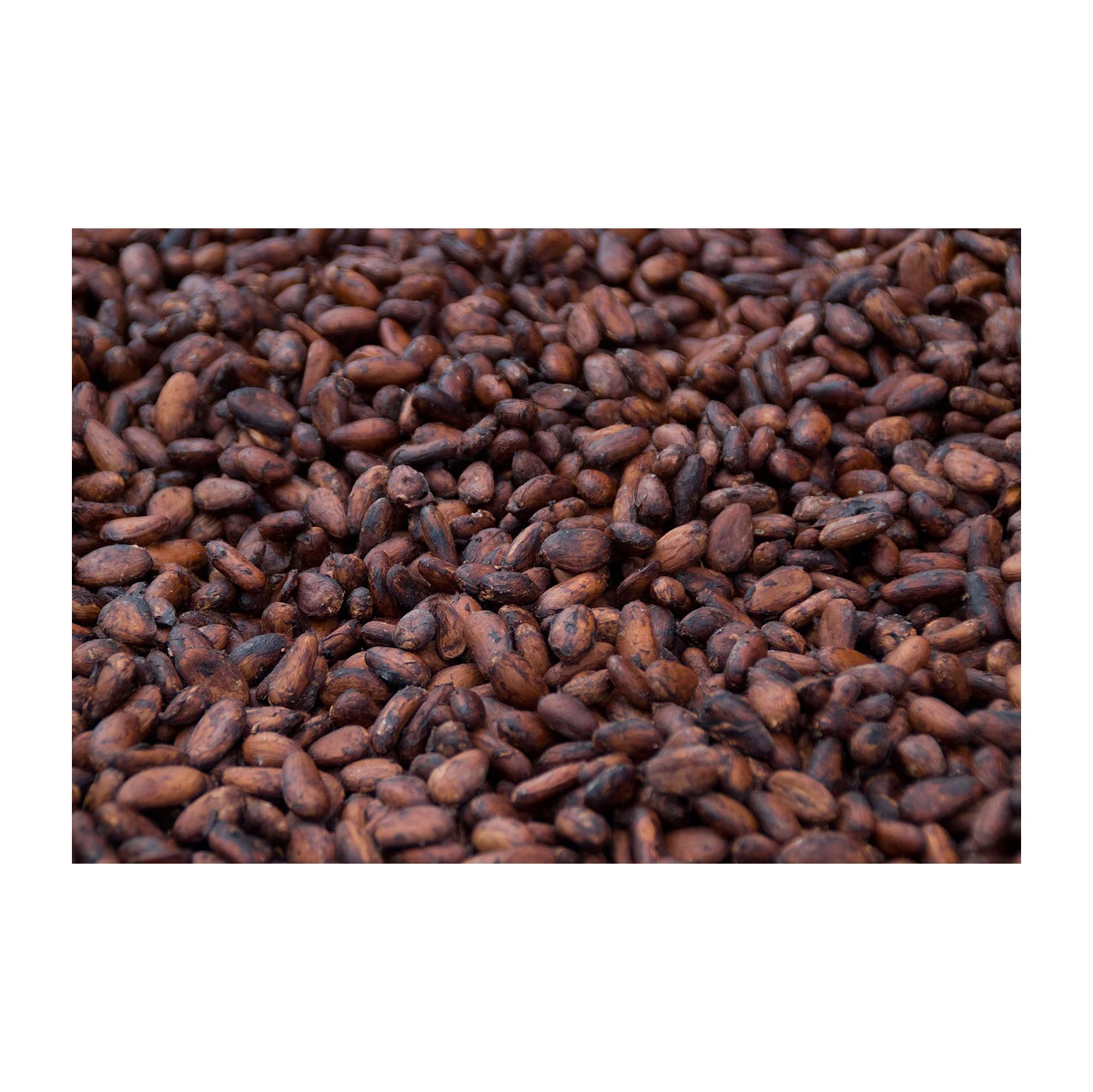Sun Dried Raw Cocoa Beans From Cote D Ivoire | Cocoa Beans Suppliers ...