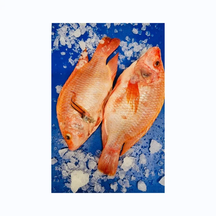 Hot High Quality Seafood Fresh Frozen Red Tilapia Fish Red Snapper ...