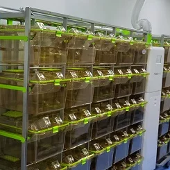 Animal Laboratory IVC Cages - Low Noise & Durable