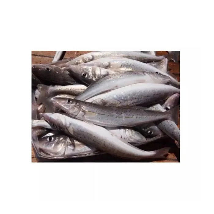 Fresh frozen Hake whole fish, Frozen Hake fish fillet hake available ...